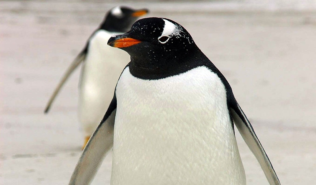 Gentoo Linux Becomes a Software in the Public Interest Project Because ...